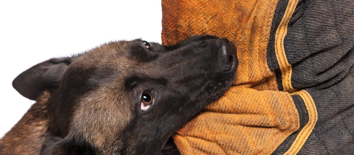 Different Types Of Dog Bite Accidents: Insights By A Denver Dog Bite ...